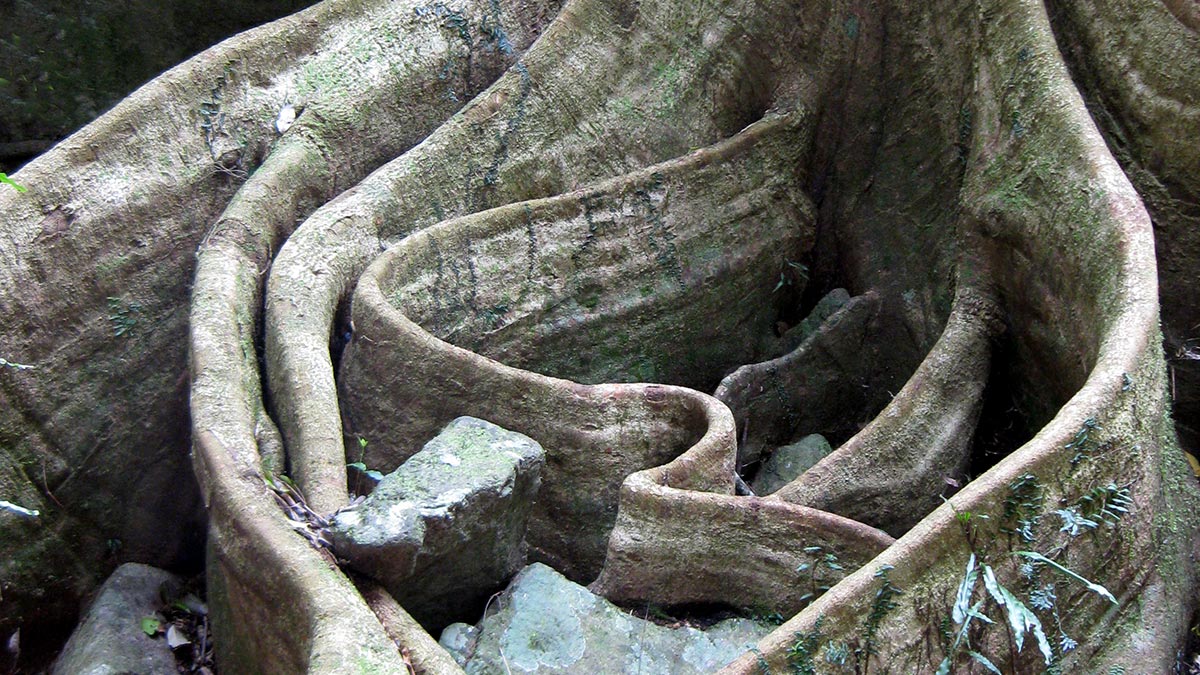 Putting down roots | NZ Tree Care